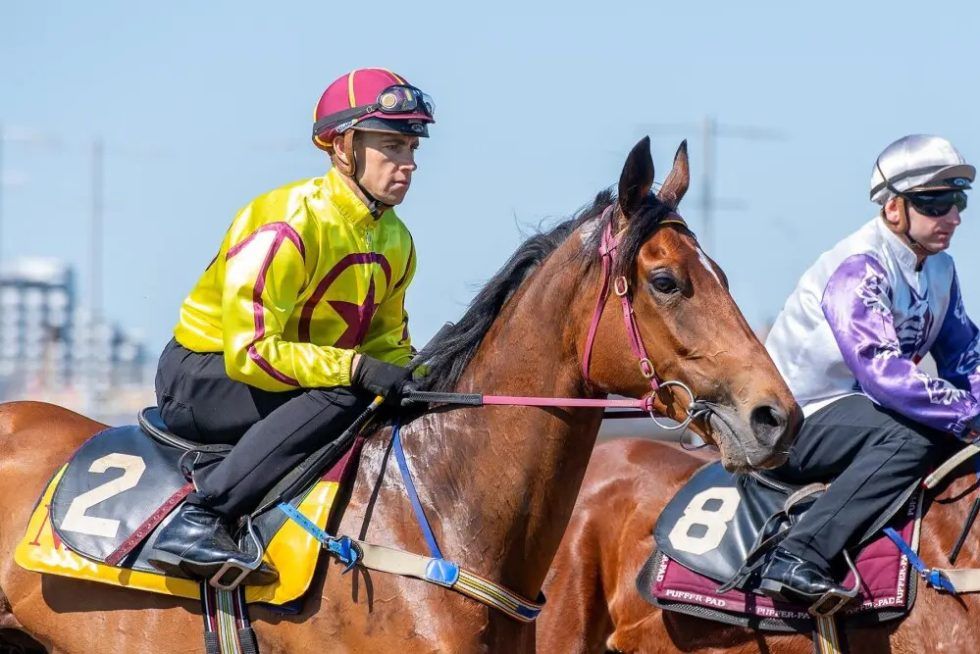 Home - Parnham Racing Stables