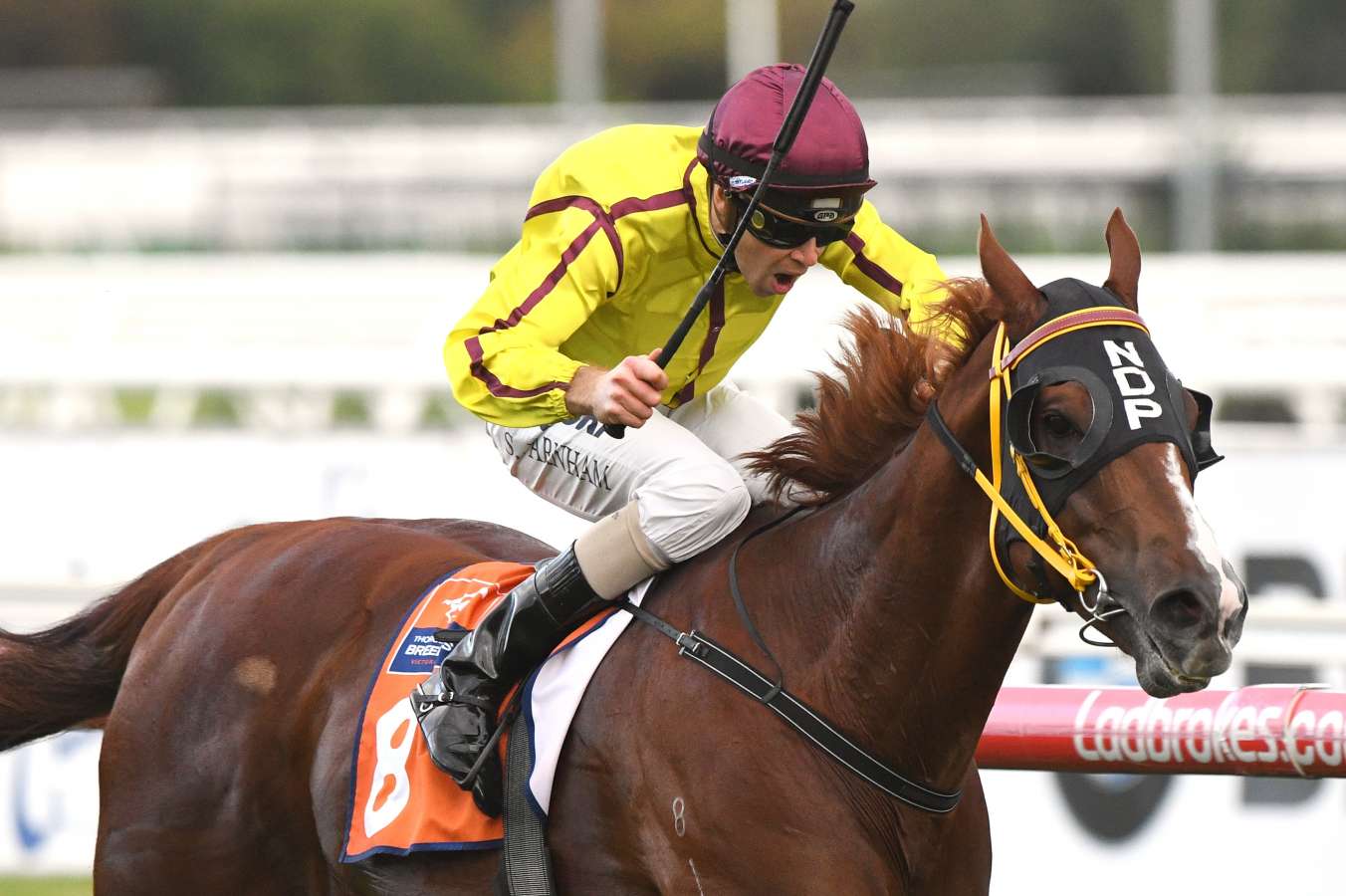 Parnham Favourite Close To Magical Milestone - Parnham Racing Stables