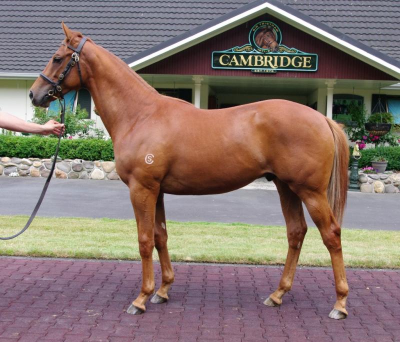 Proven adds another addition to buzzing family - Proven Thoroughbreds