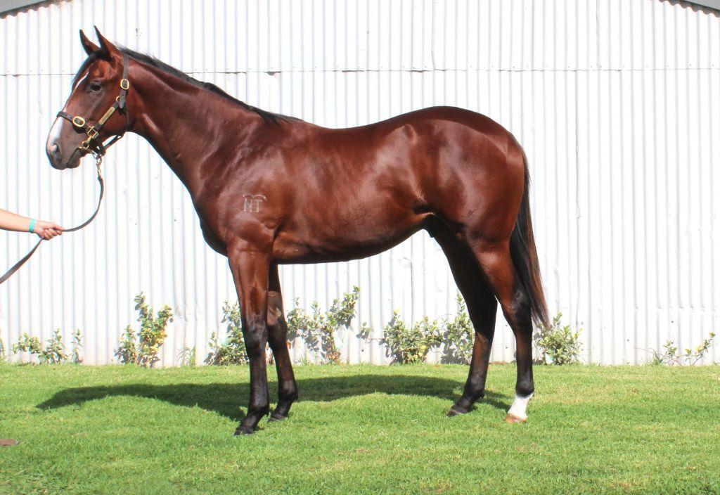 Another three from the Inglis Classic! - Proven Thoroughbreds