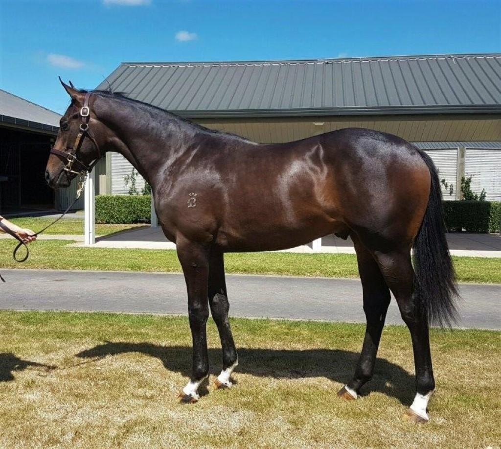 Outstanding colt from Karaka Select Sale - Proven Thoroughbreds