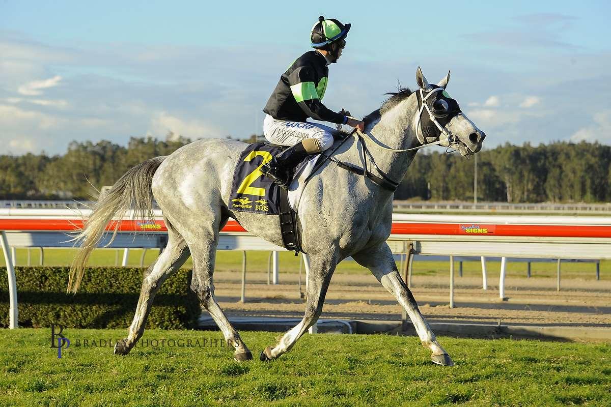 SO SPIRITED placed to perfection! - Proven Thoroughbreds