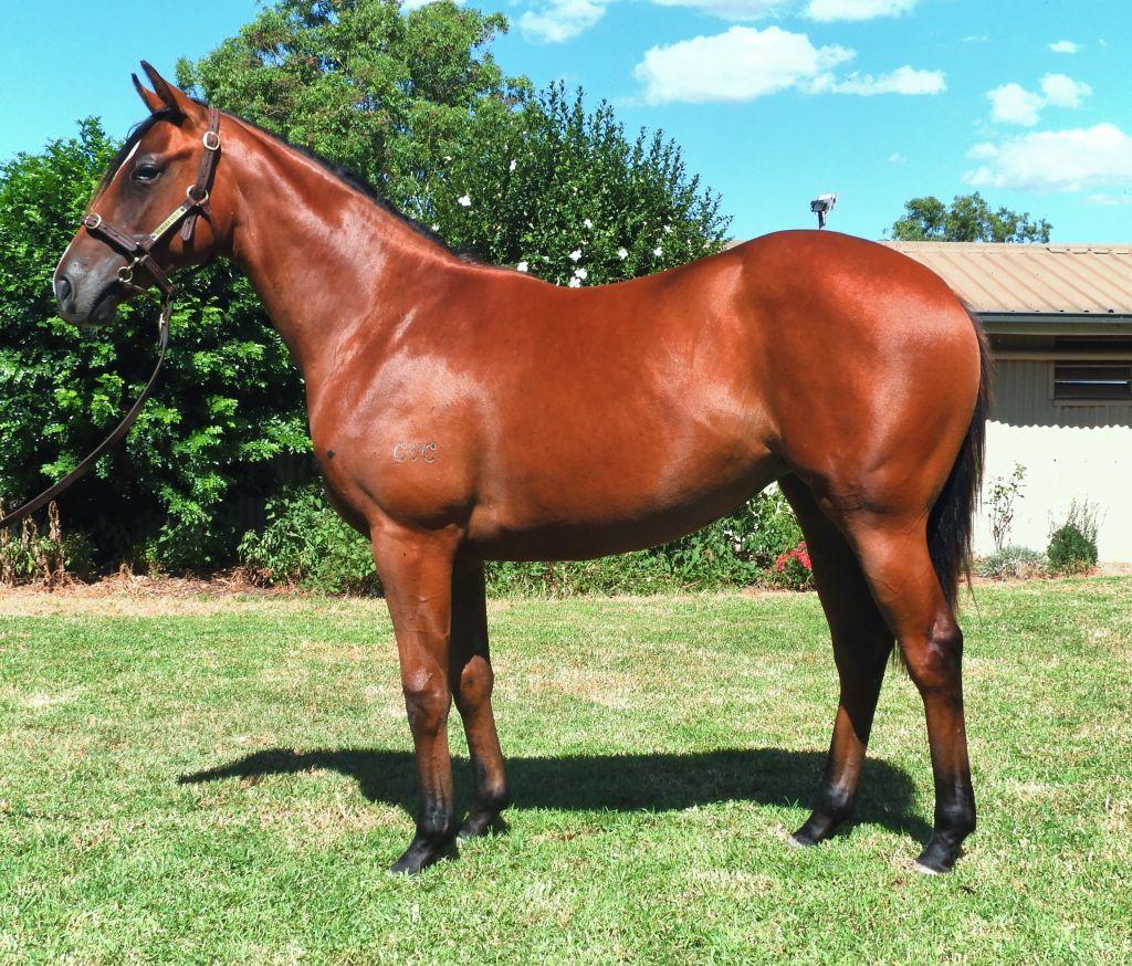 Finally too Hot! - Proven Thoroughbreds