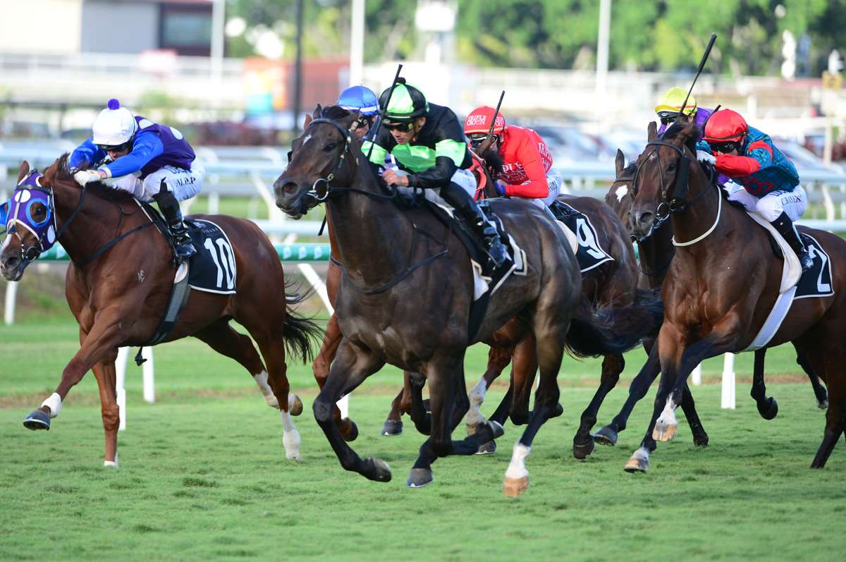 The Week Ahead JAN 20-26 - Proven Thoroughbreds