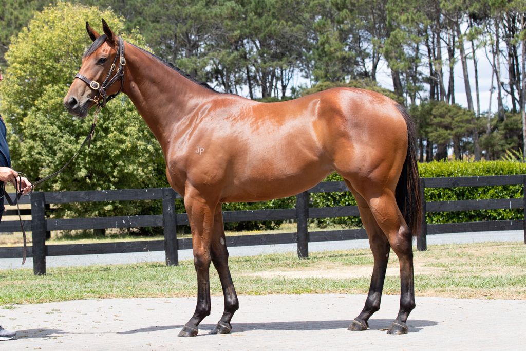 Proven strikes at Karaka - Proven Thoroughbreds