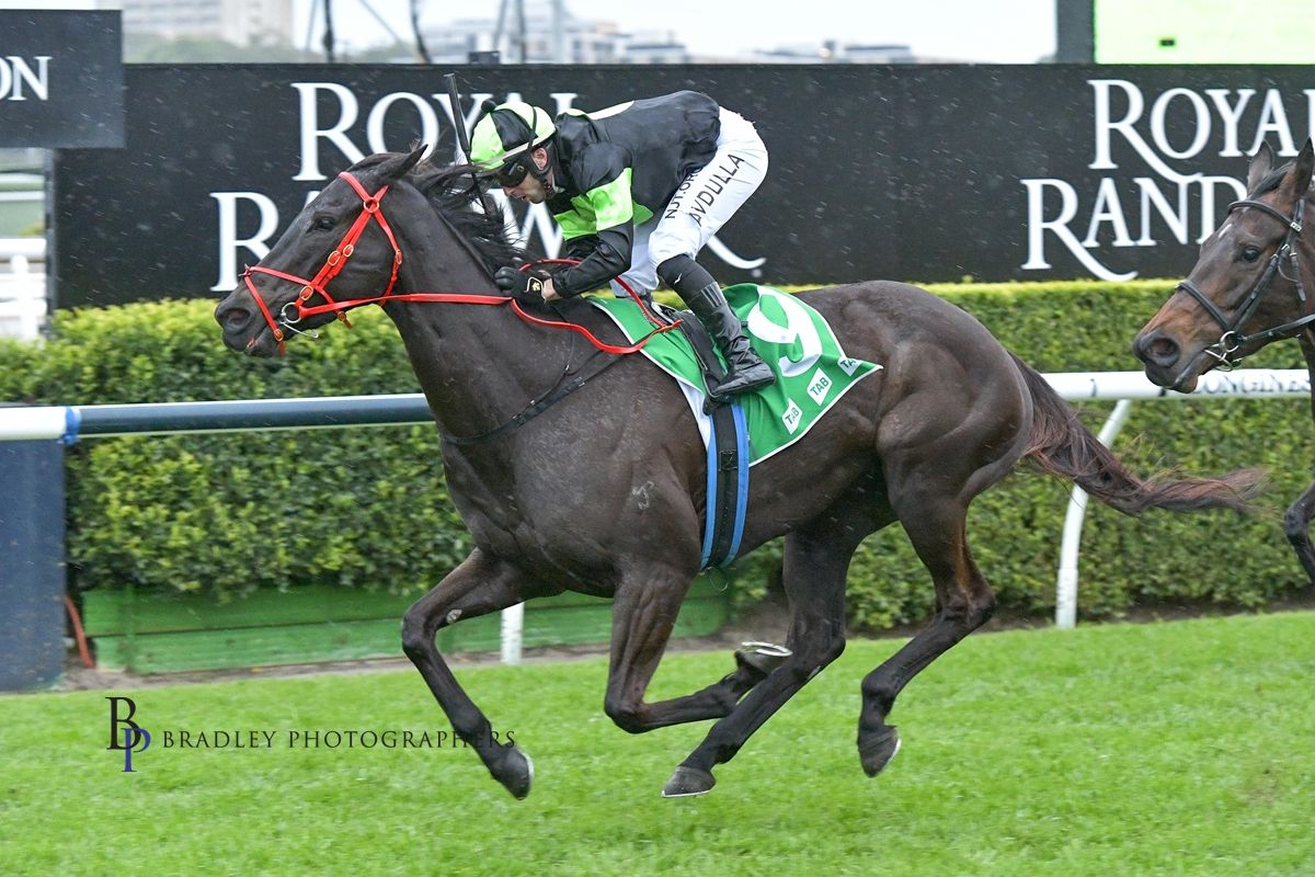 INVINCIANO - a mare on the up! - Proven Thoroughbreds