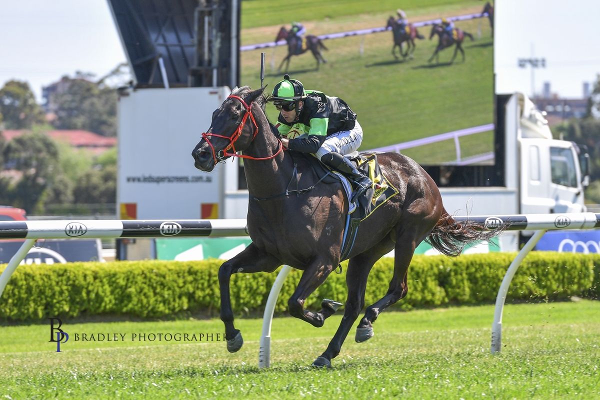 Proven Thoroughbreds :: Latest News