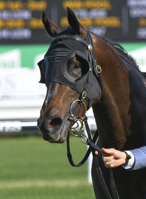 Proven Thoroughbreds • Home Of Syndication | Winners