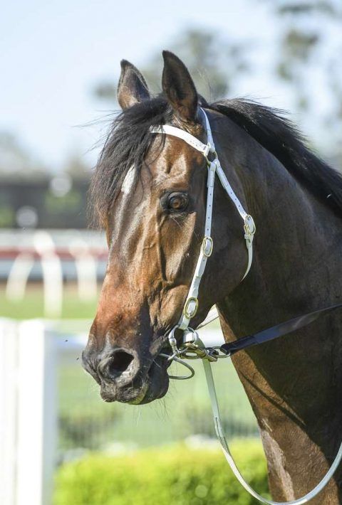 Proven Thoroughbreds • Home Of Syndication | Winners