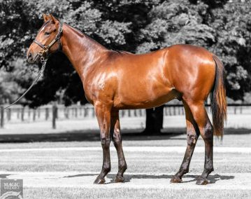 Proven Thoroughbreds • Racehorse Syndication