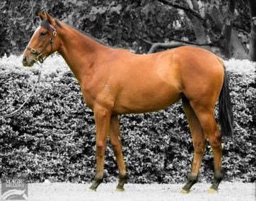 Proven Thoroughbreds • Racehorse Syndication