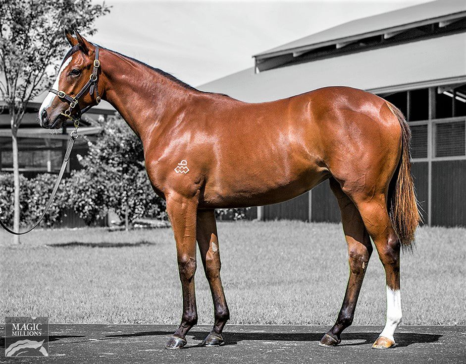 STELLAR MAGIC highlights trio of weekend winners - Proven Thoroughbreds