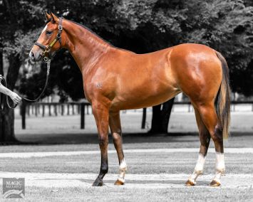 Proven Thoroughbreds • Racehorse Syndication