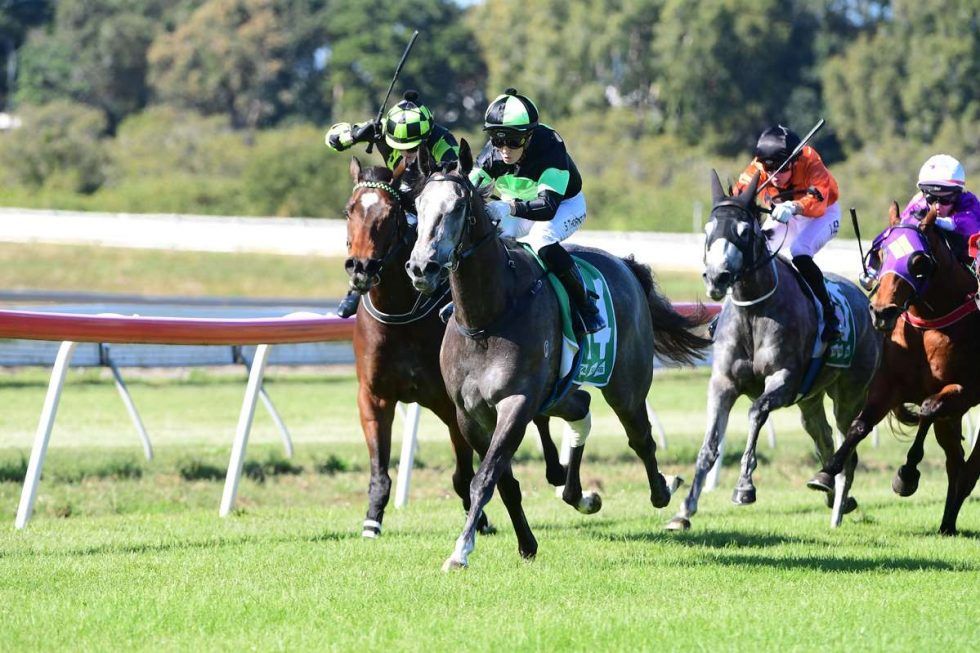 NEXT TO EXCEL sheds maiden tag - Proven Thoroughbreds