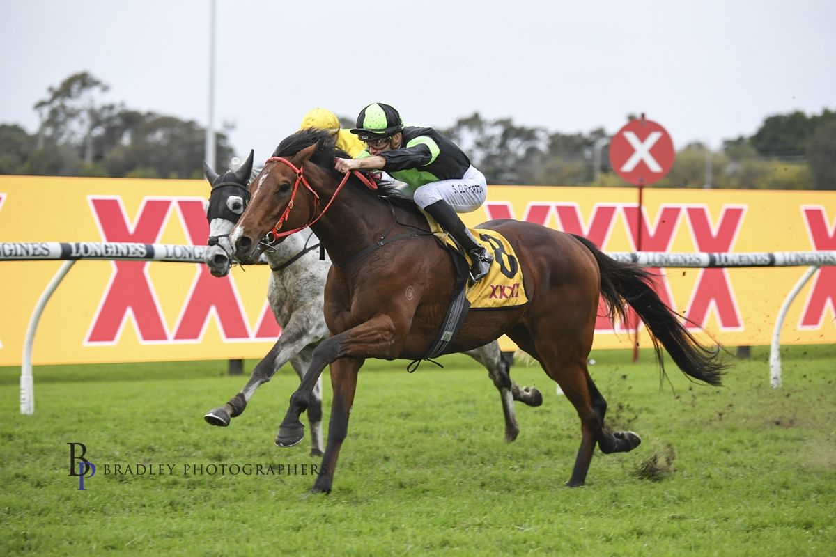 STOCKMAN lassoes McKell Cup! - Proven Thoroughbreds