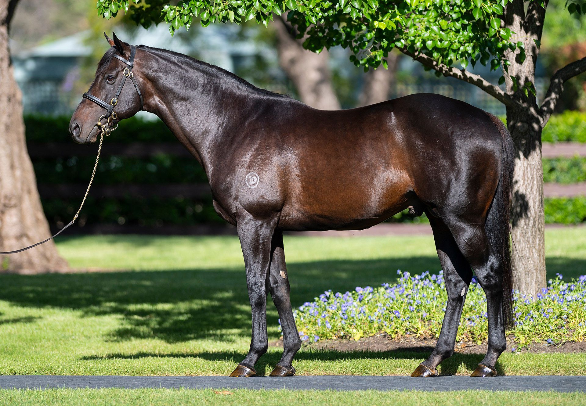 What makes a good PIERRO? - Proven Thoroughbreds