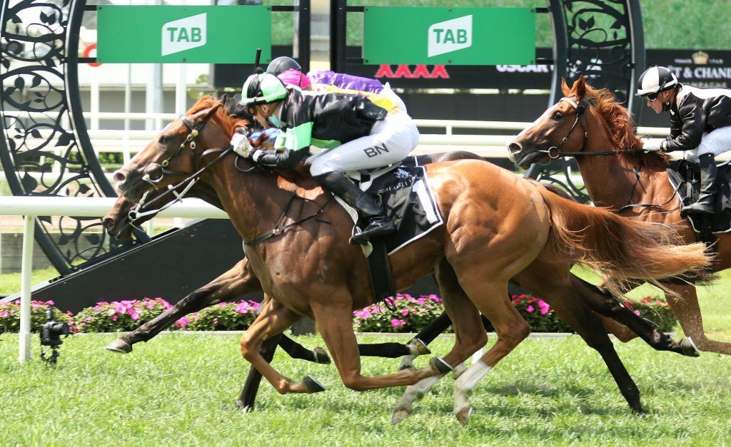 STELLAR performance! - Proven Thoroughbreds