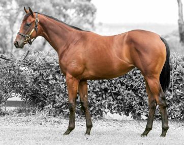 Proven Thoroughbreds • Racehorse Syndication