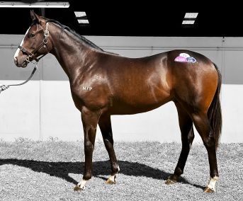 Proven Thoroughbreds • Racehorse Syndication