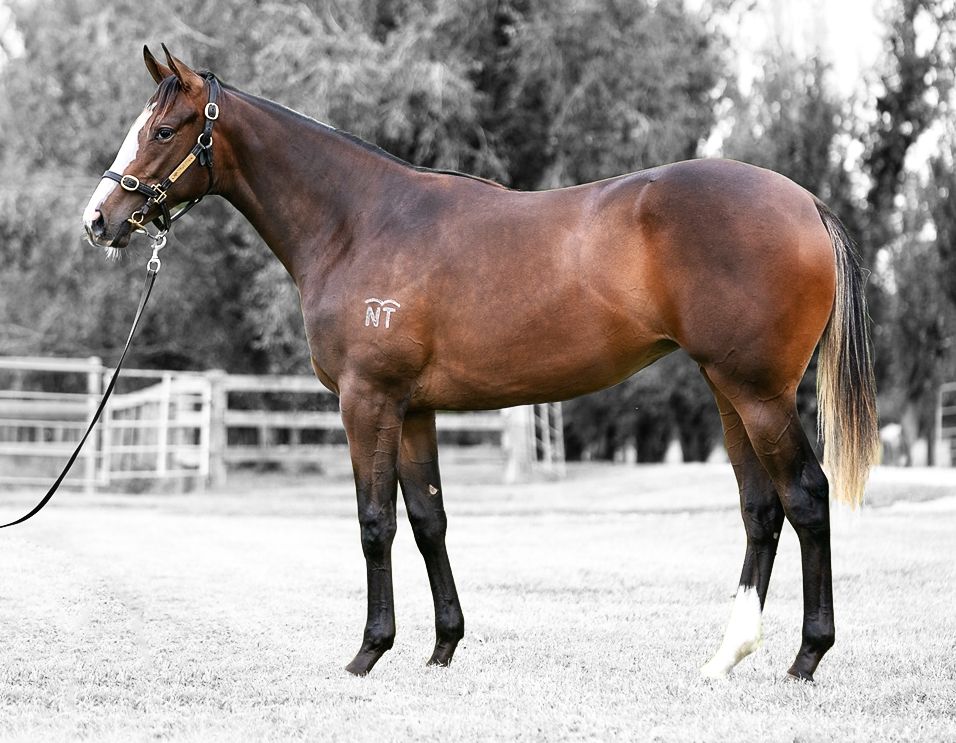 In Flight - Proven Thoroughbreds