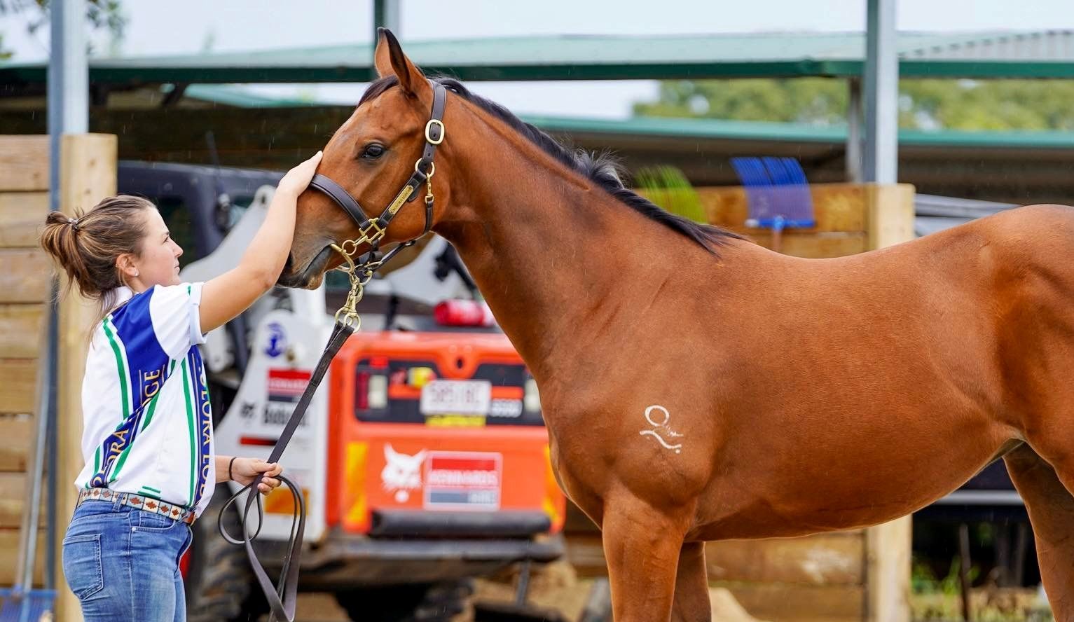 Exclusive package deals - Proven Thoroughbreds