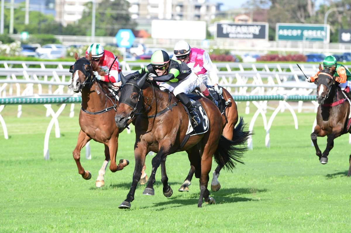 Proven Thoroughbreds :: Latest News