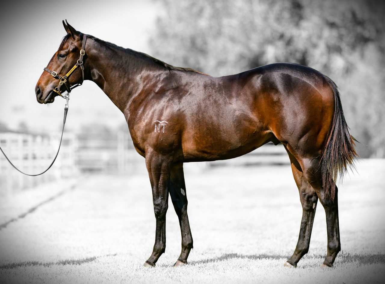 King's Secret - Proven Thoroughbreds