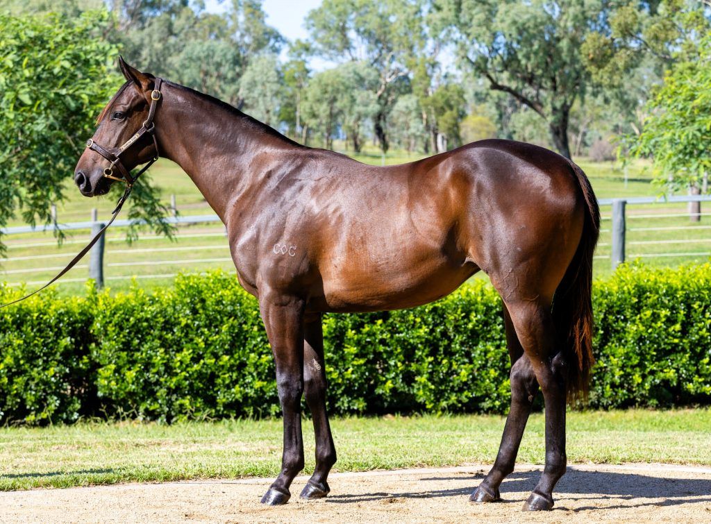 The Week Ahead Jul 30 - Proven Thoroughbreds
