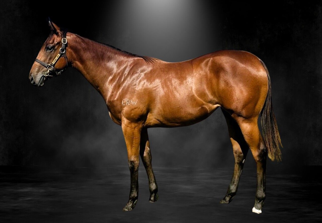 Seismic Boom - Proven Thoroughbreds