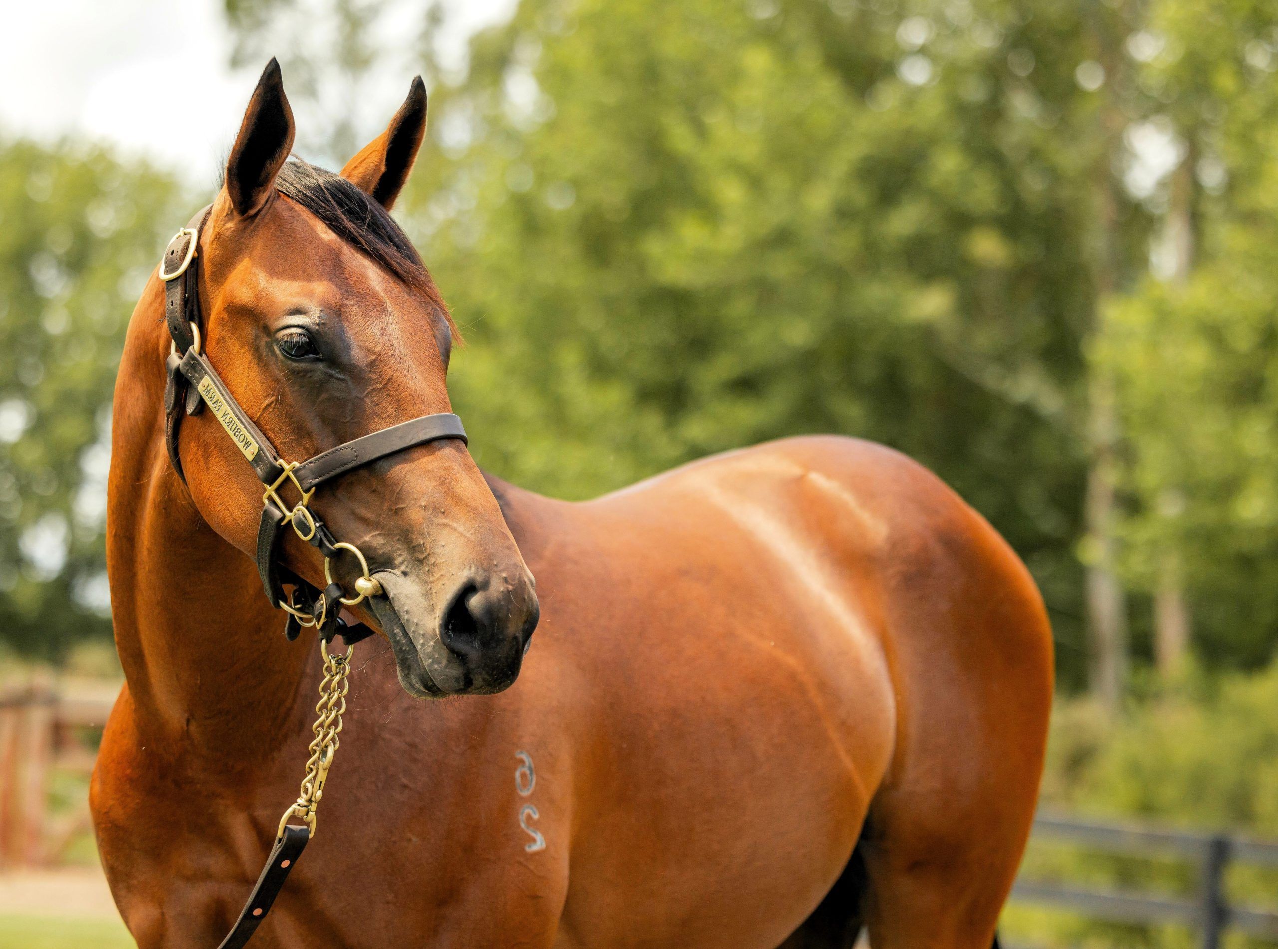 Proven Thoroughbreds • Racehorse Syndication