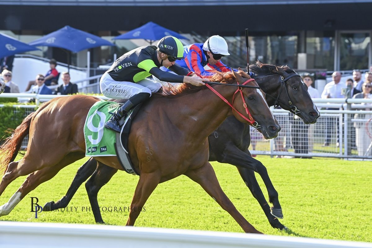 ACCREDITED earns his stripes! - Proven Thoroughbreds