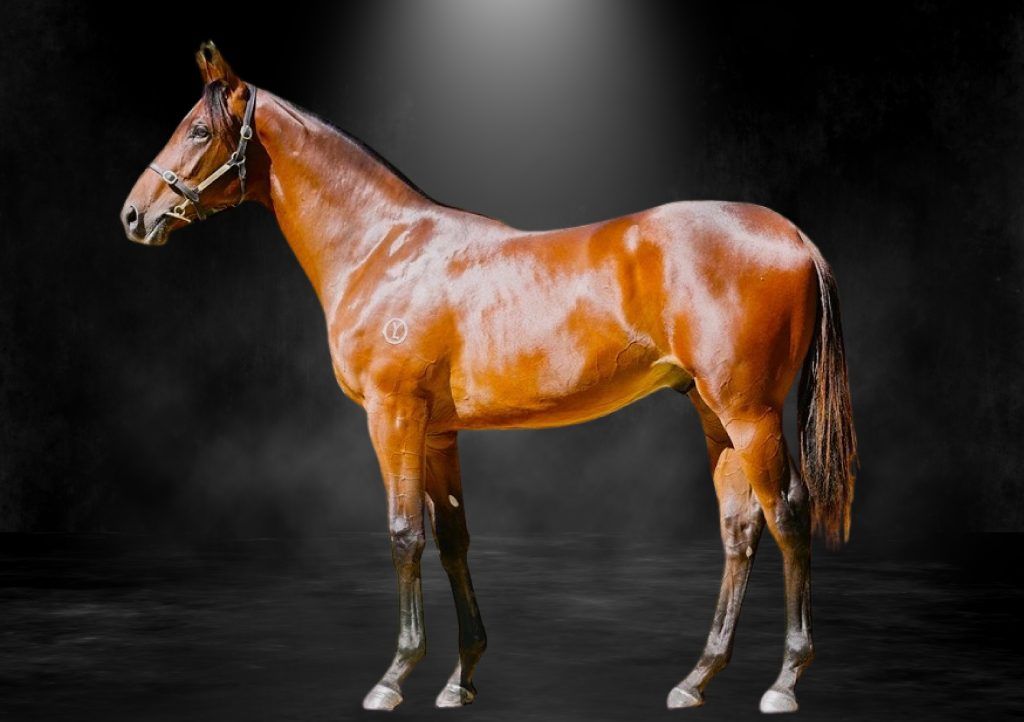 Stay Inside X Crystal Dynasty - Proven Thoroughbreds