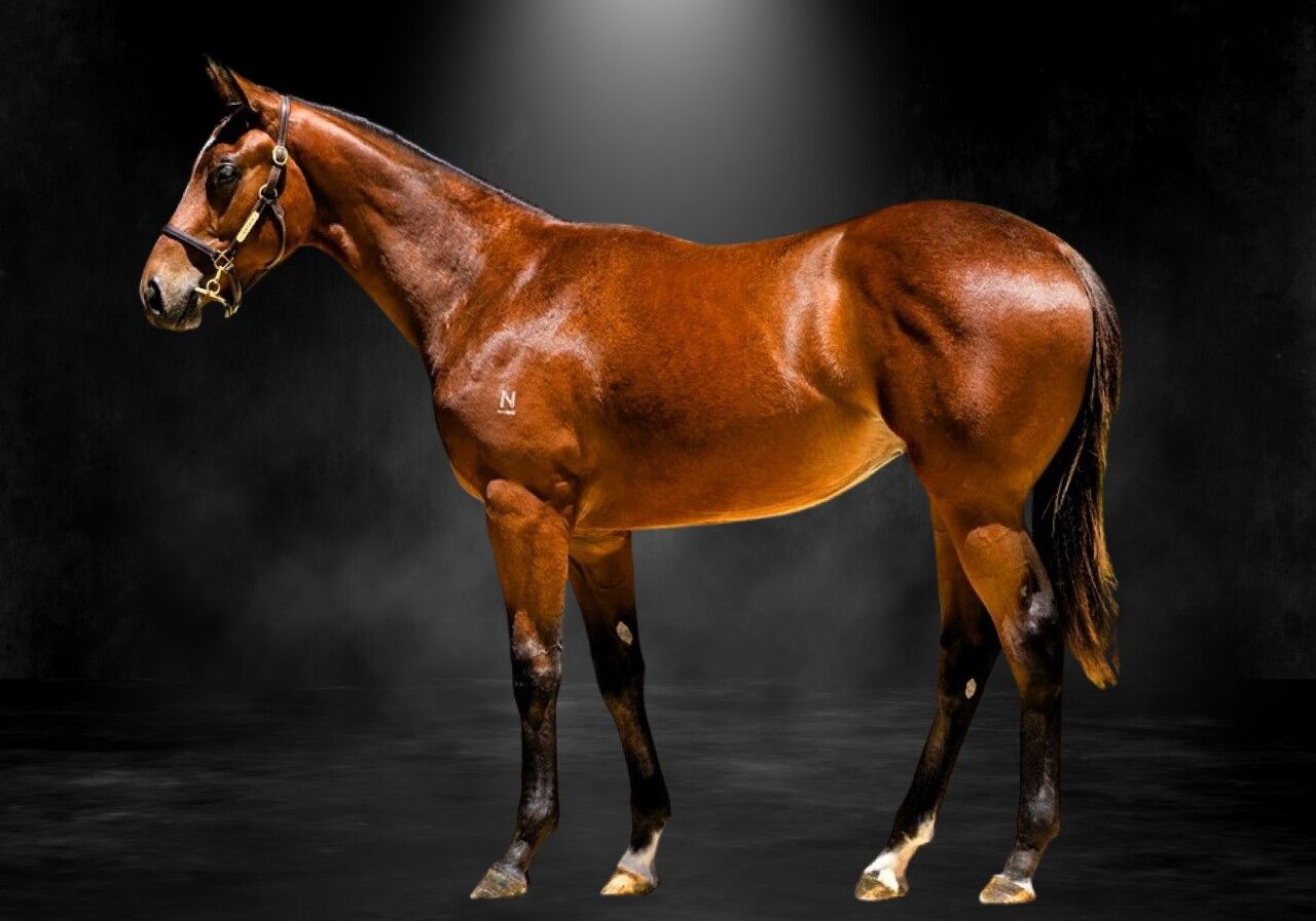 Rule The Night - Proven Thoroughbreds