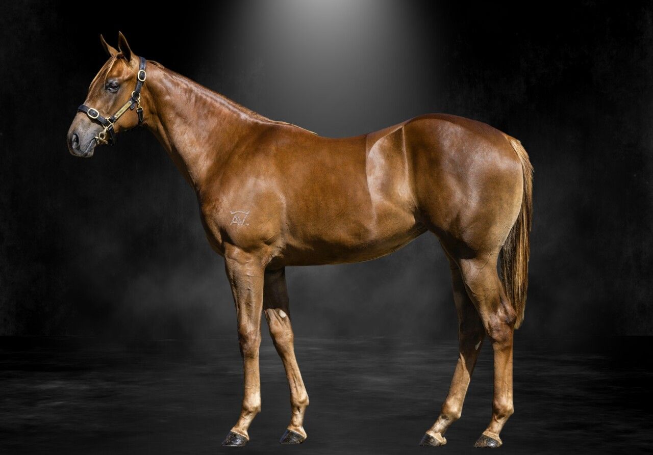 Picture Of Wealth - Proven Thoroughbreds