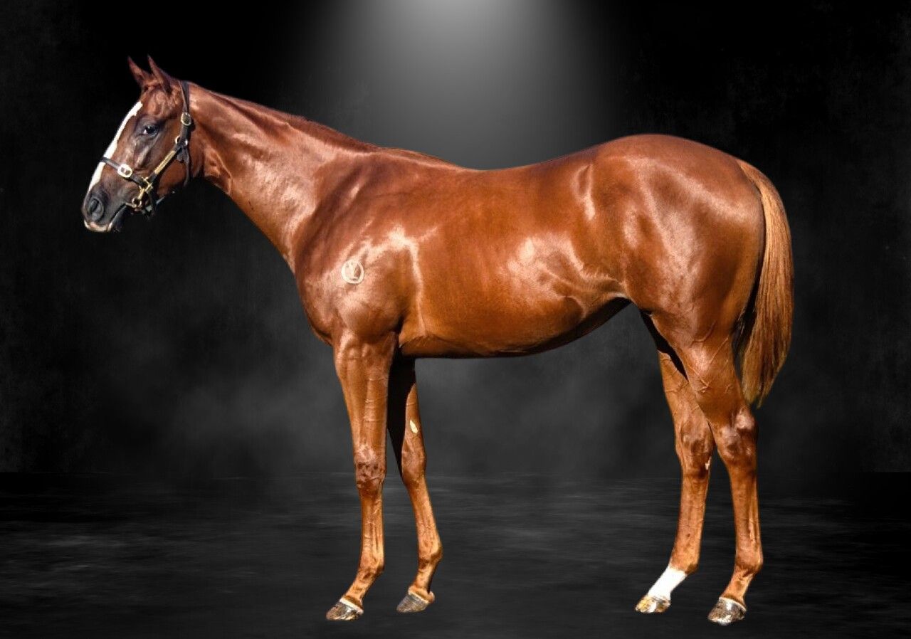 Lucky Vega X Limerick Flame - Proven Thoroughbreds