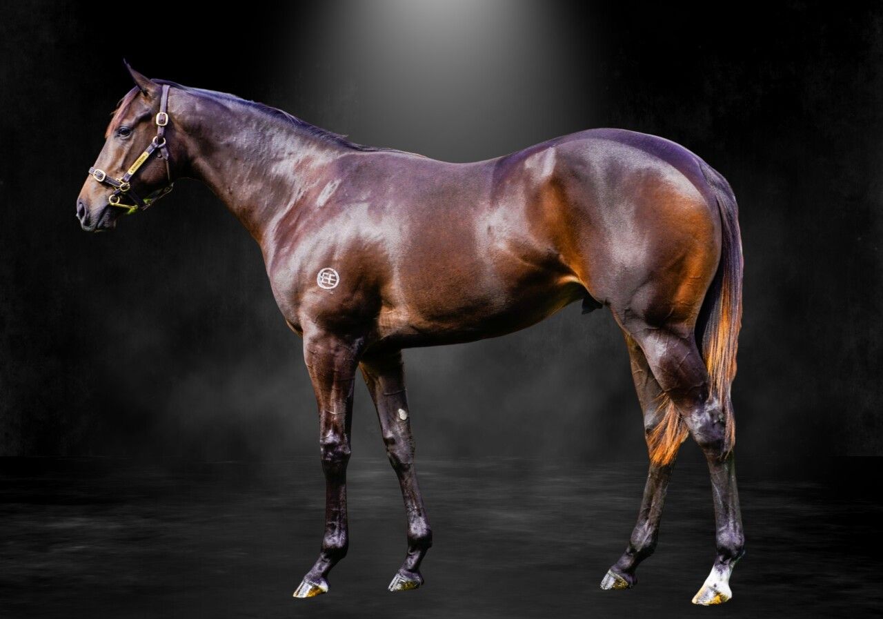 Any Time Now - Proven Thoroughbreds