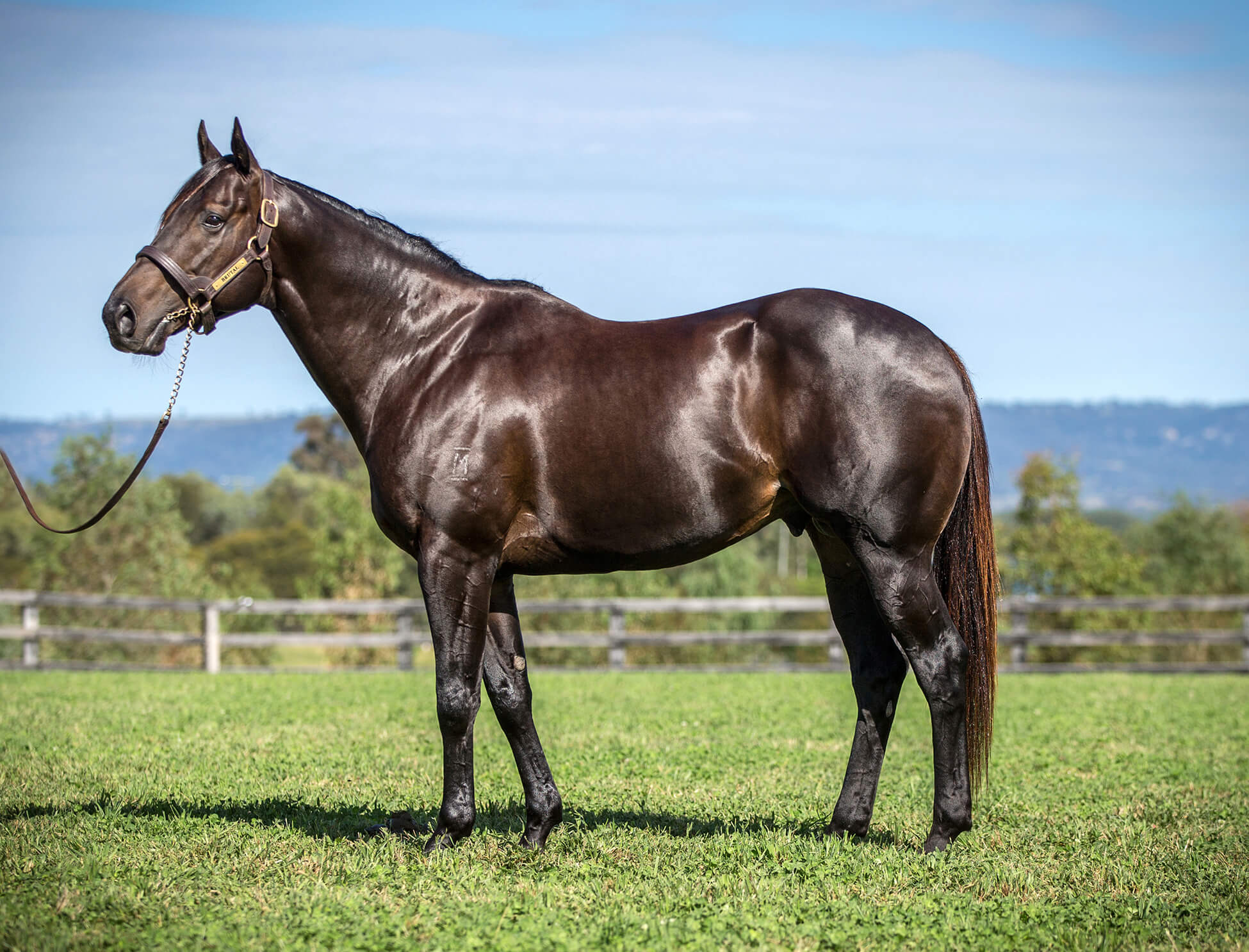 Proven Thoroughbreds :: Latest News