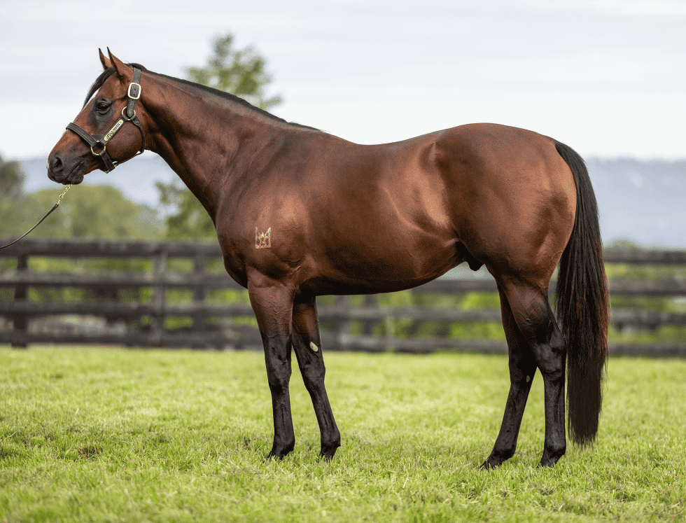 Some INSIDE mail! - Proven Thoroughbreds