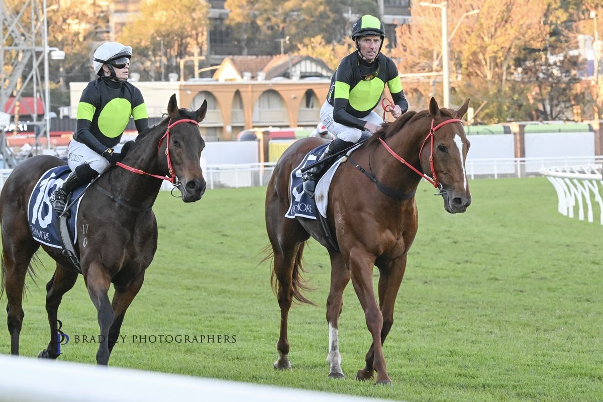 The Week Ahead Nov 12 - Proven Thoroughbreds