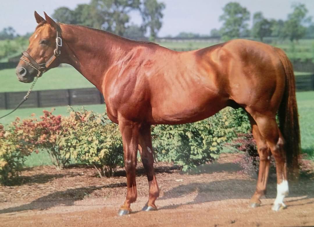 Who is MISWAKI? - Proven Thoroughbreds