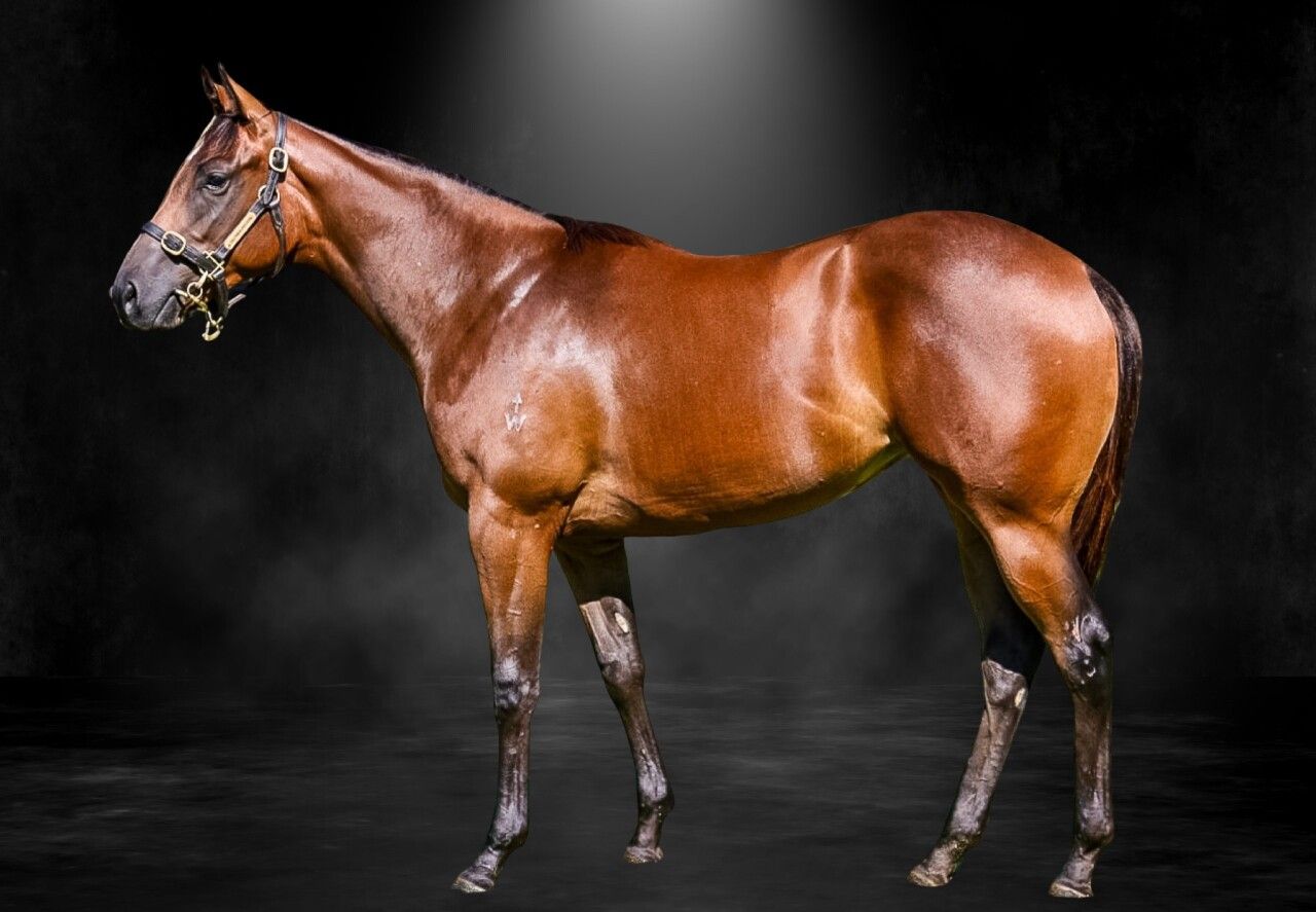 Shamus Award X Mirfa - Proven Thoroughbreds