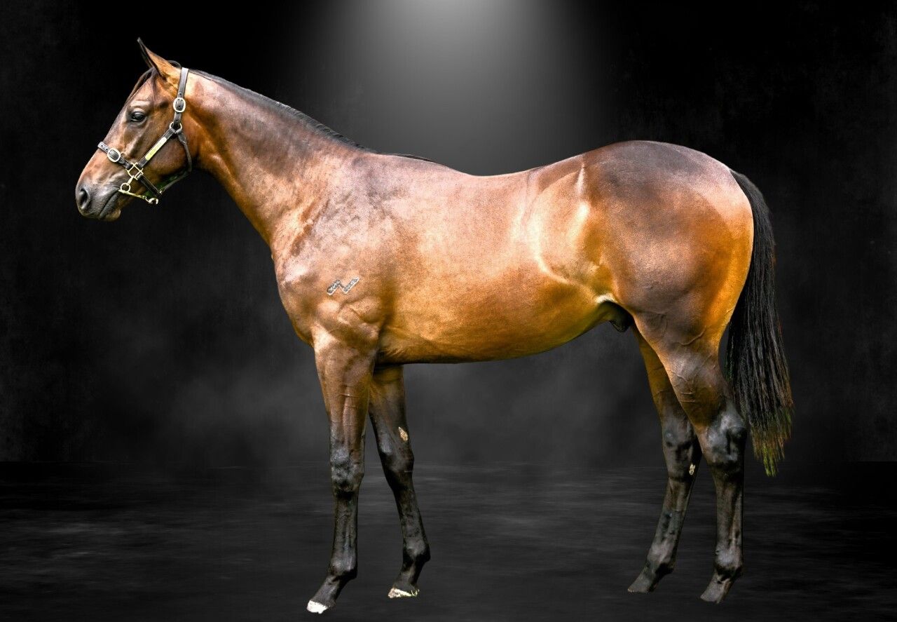 I Am Invincible X Prospect Park - Proven Thoroughbreds