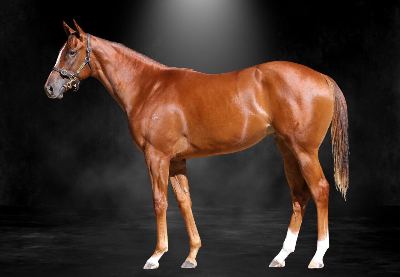 Toronado X Star Of Night - Proven Thoroughbreds