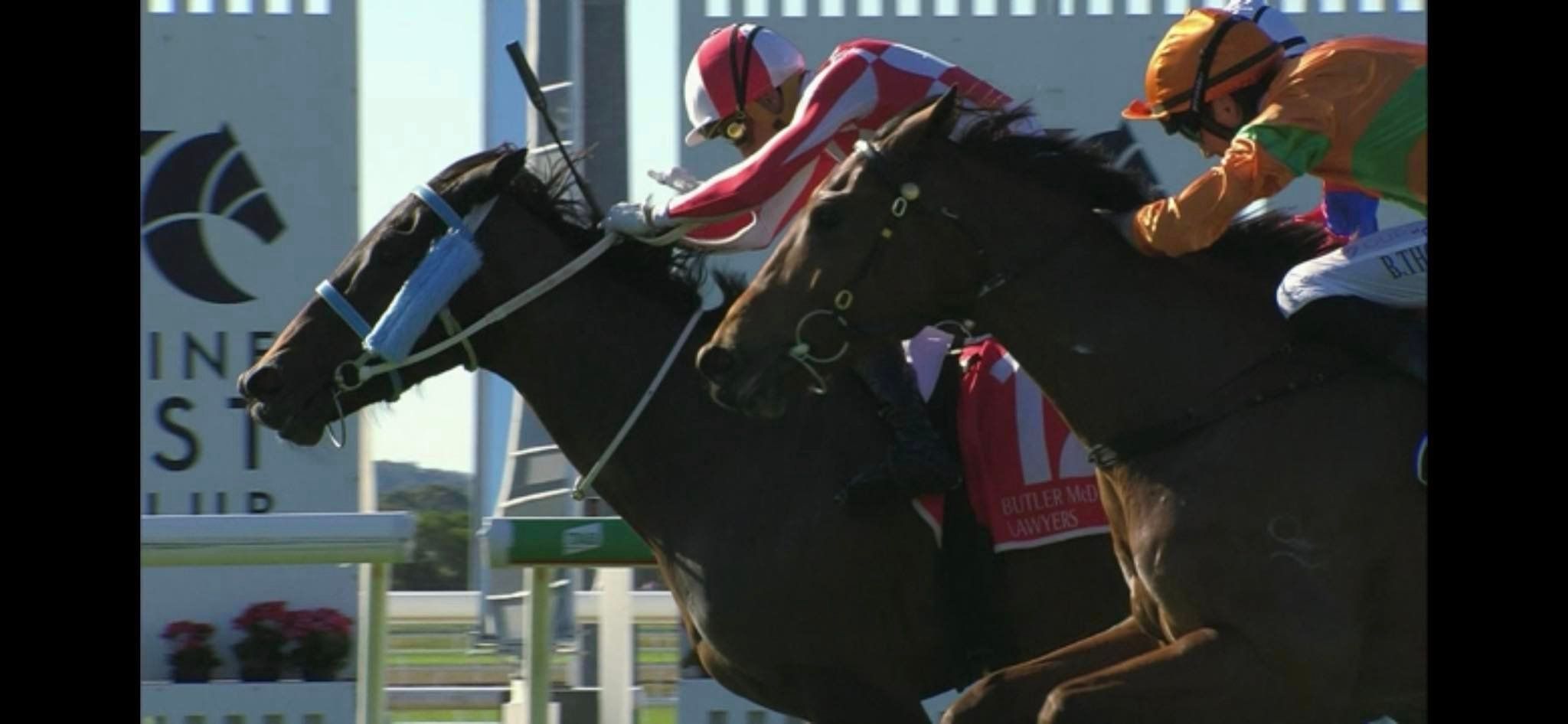 Australian Horse Trainer - Louise White Racing