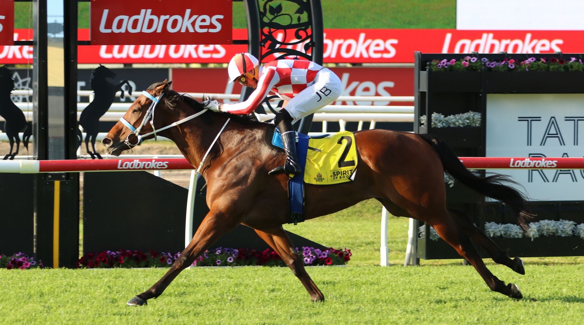 Australian Horse Trainer - Louise White Racing