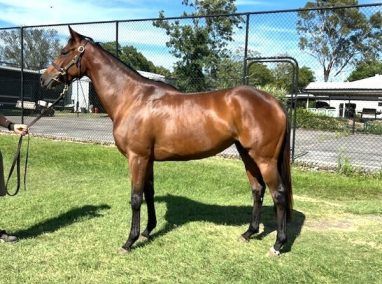 Home Page - Dwyer Thoroughbred Racing