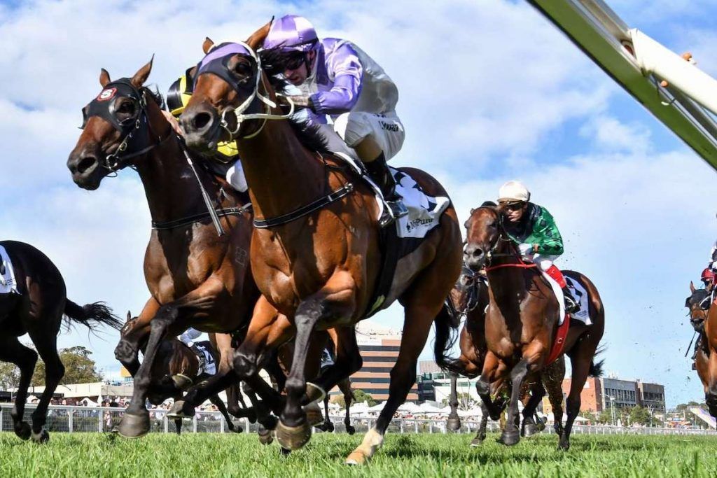 Home Page - MJM Racing and Bloodstock