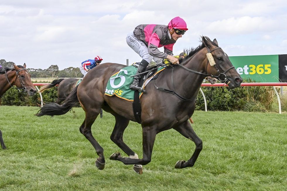 Skyway Star back in the winners stall - Wilde Racing