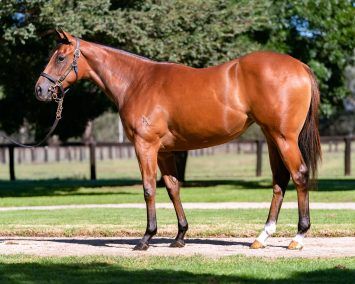 Welcome the Website of Horse Trainers Symon and Bill Wilde