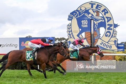 Inn Keeper and Ammoudi Bay win on Terang Cup Day - Wilde Racing